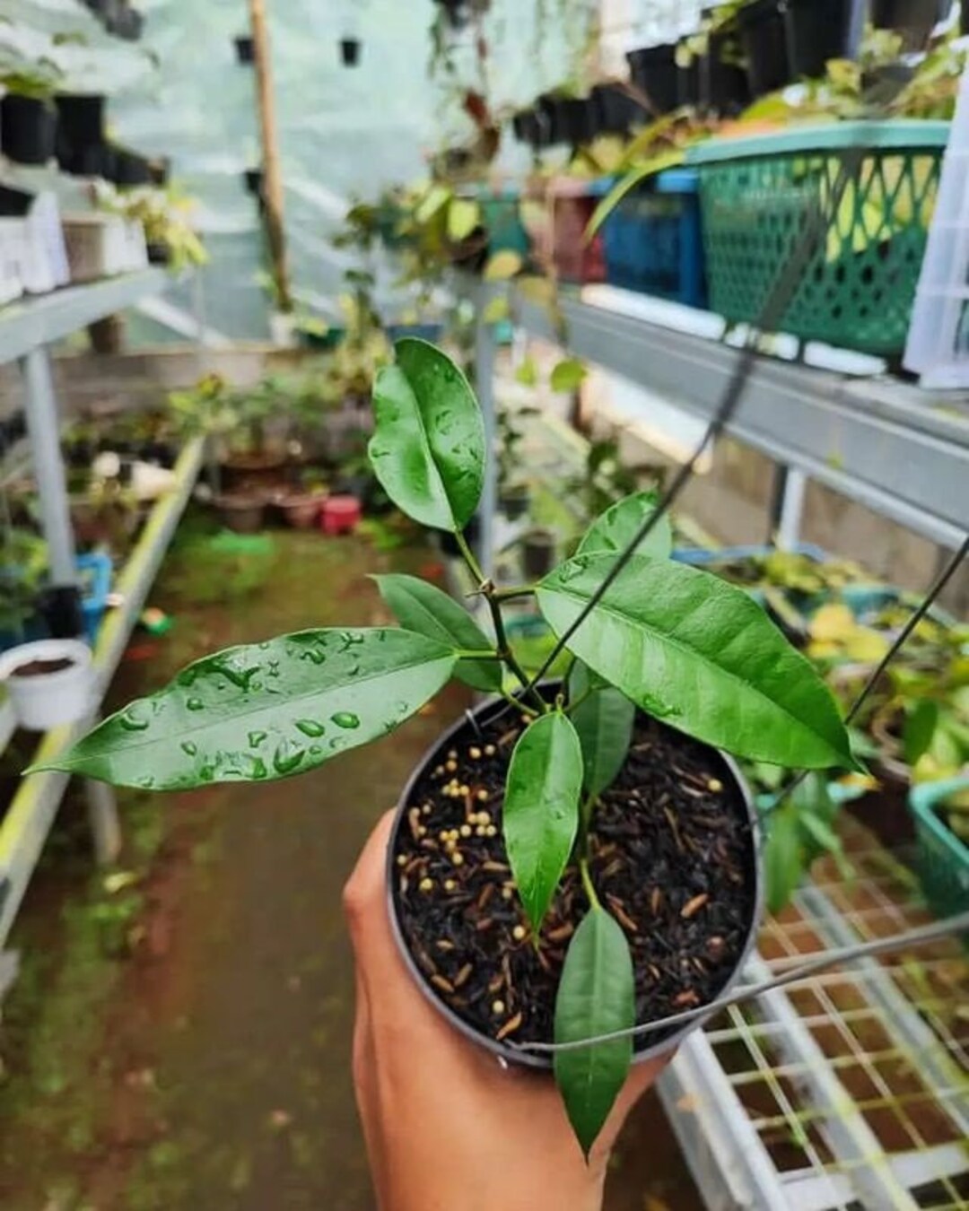 Wholesale Hoya Gildingii the Most Unique Hoya Flower Rare to - Etsy