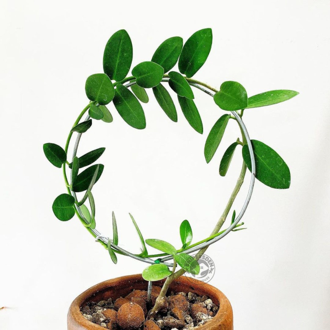 Hoya Cumingiana the Most Unique Hoya Flower Rare Free Phytosanitary ...