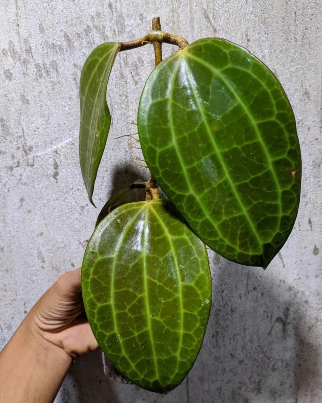 Hoya Latifolia Green the Most Unique Hoya Flower Rare to Find! - Etsy