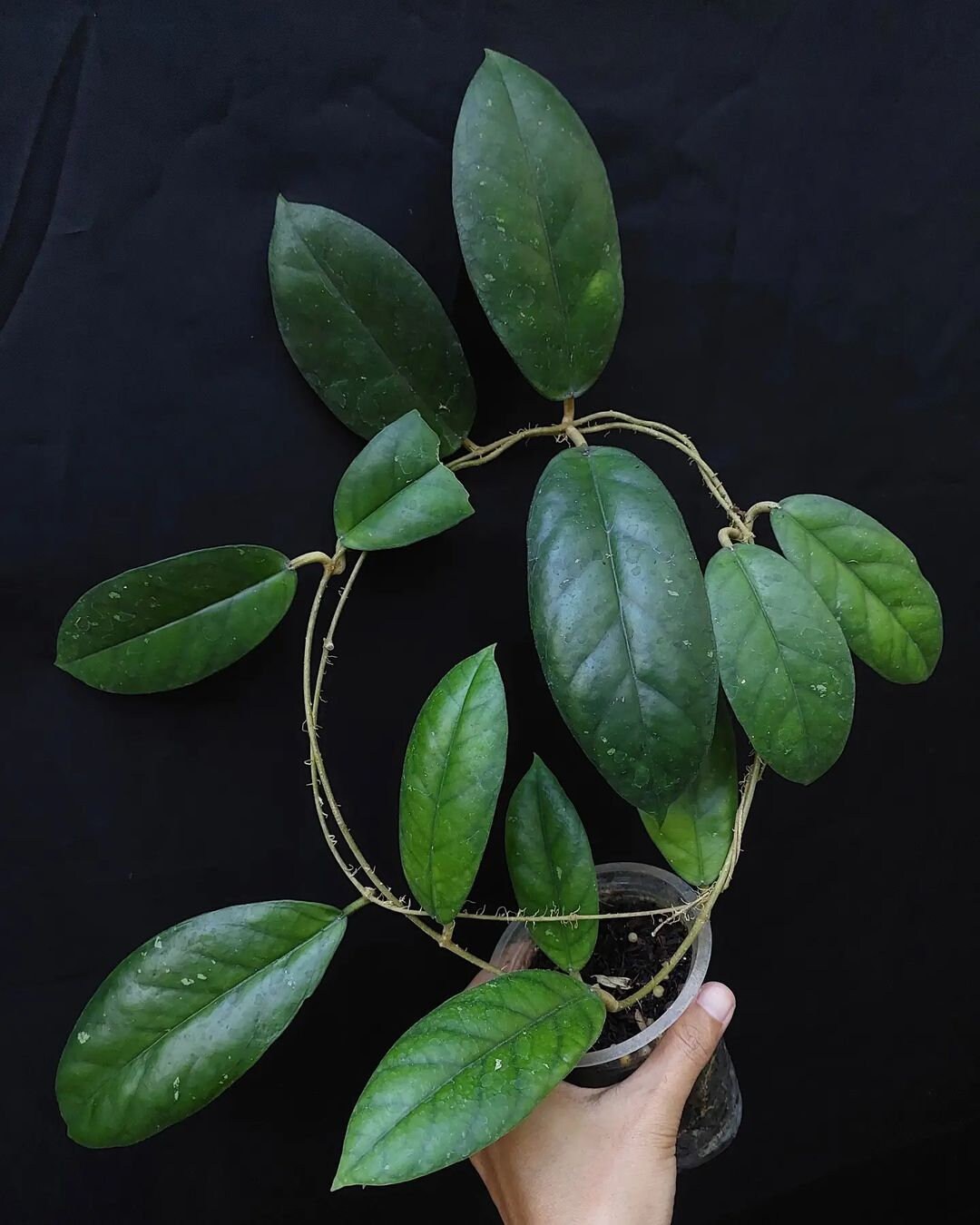 Wholesale Hoya Forbesii the Most Unique Hoya Flower Rare to Find! Free ...