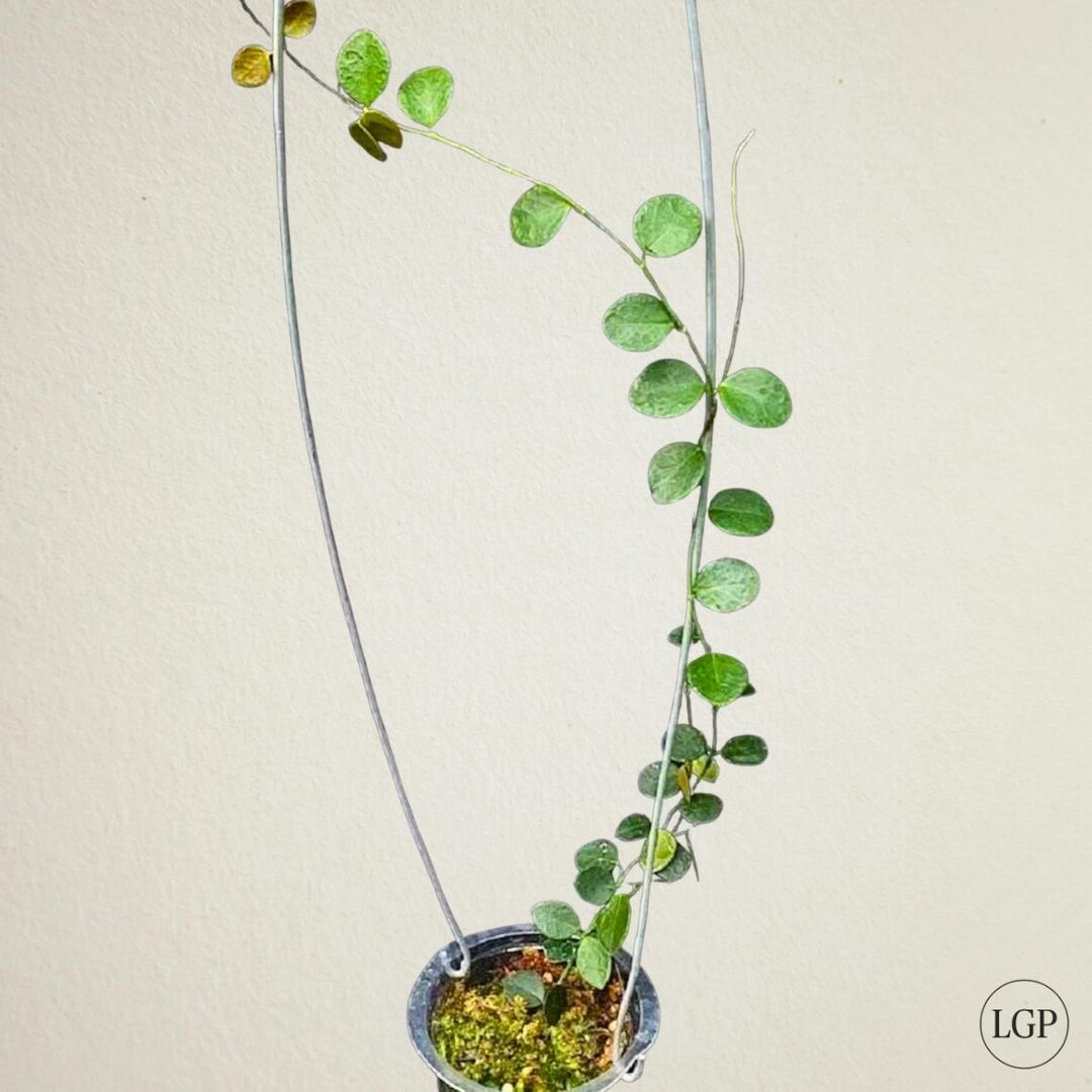 Hoya Mini Papua IM08 Rare Flowering Tropical Plant - Etsy
