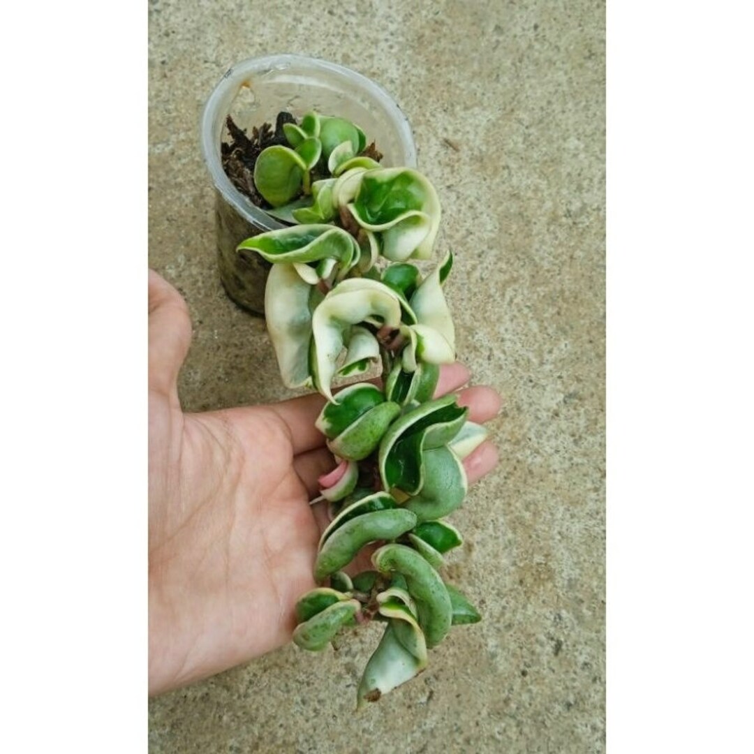 Hoya Compacta Variegated the Most Unique Hoya Flower Rare Free ...