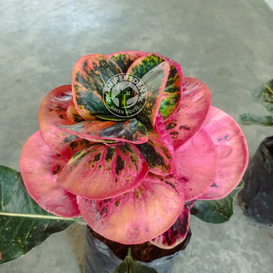 Codiaeum Variegatum Croton Rose Marry Free Phytosanitary Certificate ...