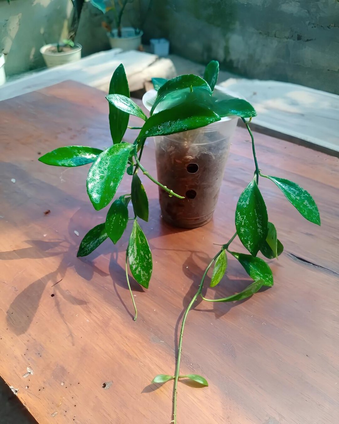 Hoya Colina Splash the Most Unique Hoya Flower Rare to Find! - Etsy