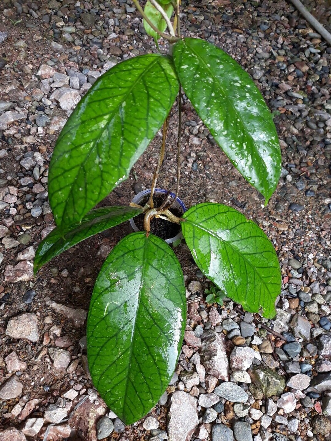 Hoya Meredithii the Most Unique Hoya Flower Rare Free Phytosanitary ...