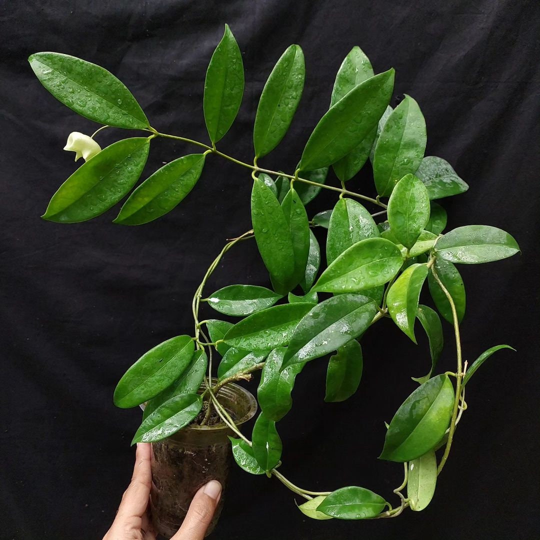 Hoya Wallichii the Most Unique Hoya Flower Rare to Find! - Etsy