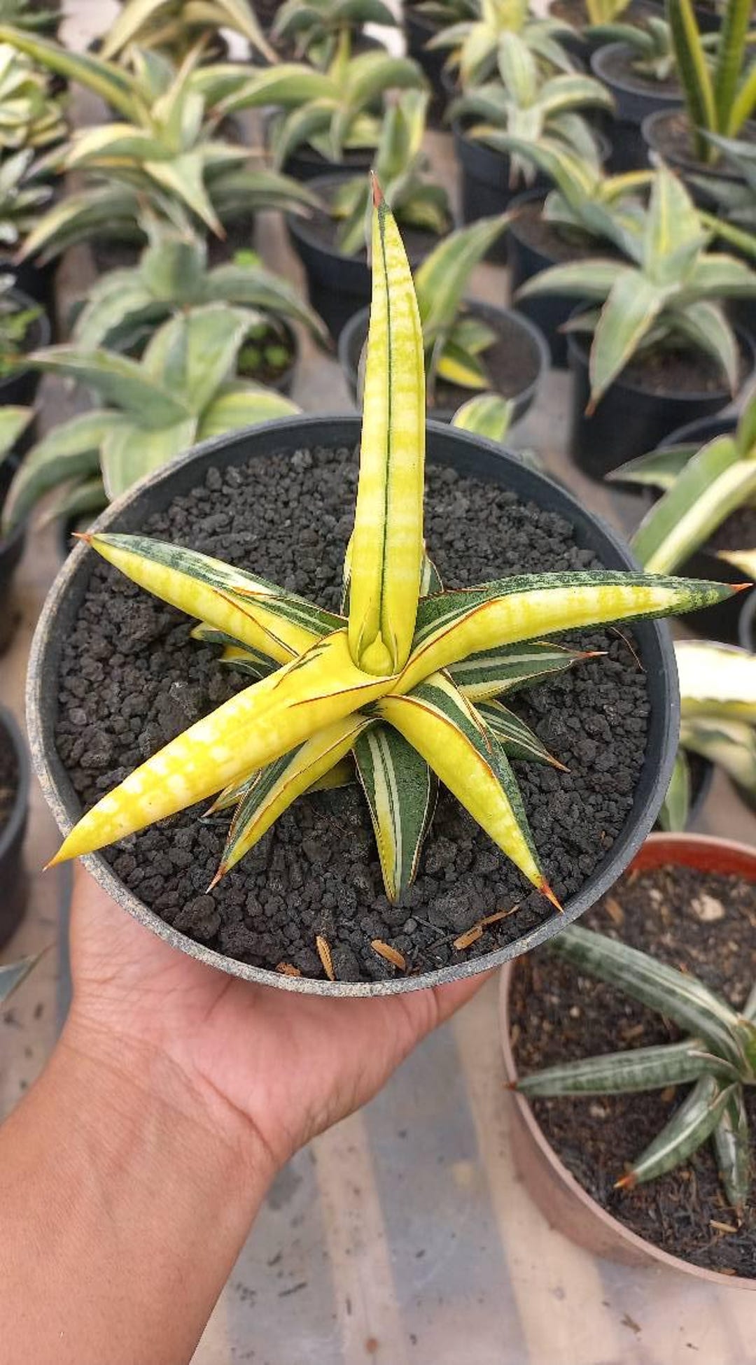Sansevieria Blue Clone Yellow Variegated Free Phytosanitary Certificate ...