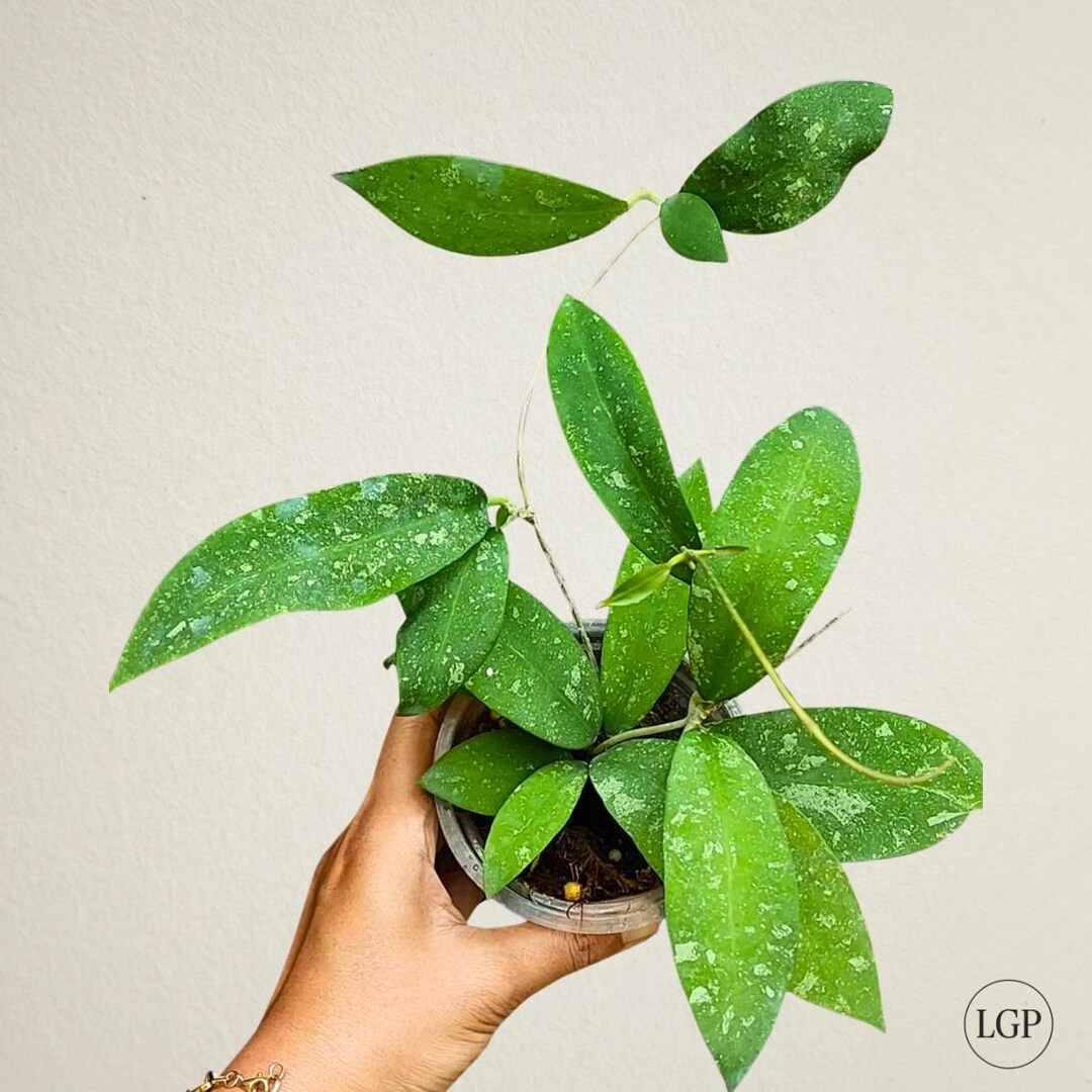 Hoya Polypus Splash the Most Unique Hoya Flower Rare to Find! - Etsy