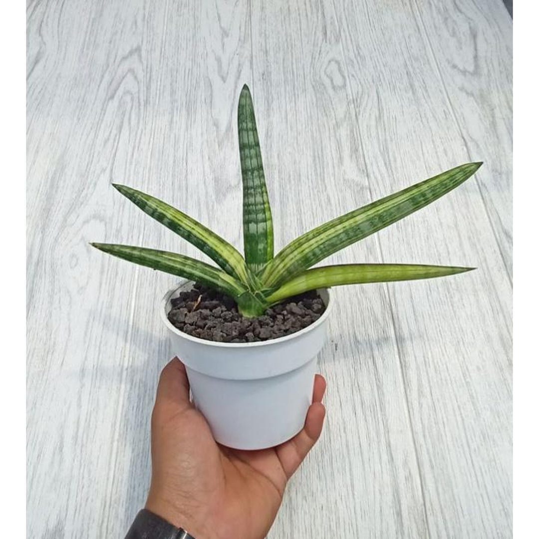 Sansevieria Boncel Variegated Free Phytosanitary Certificate Fast ...
