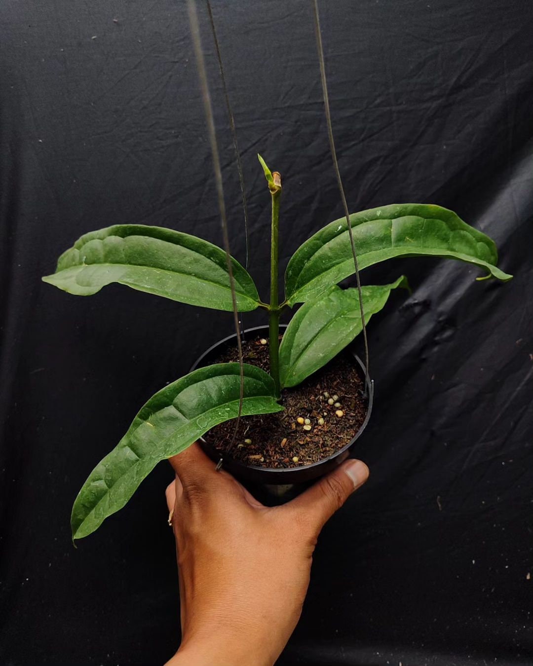 Wholesale Hoya Medinillifolia Yellow Flower the Most Unique Hoya Flower ...