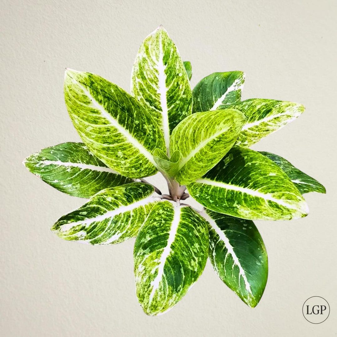 Aglaonema Iluva Plant Rare Variegated Foliage - Etsy