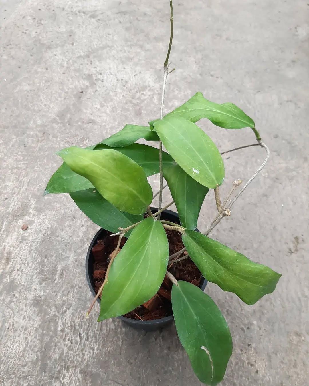 Hoya GJ 005 the Most Unique Hoya Flower Rare to Find! - Etsy