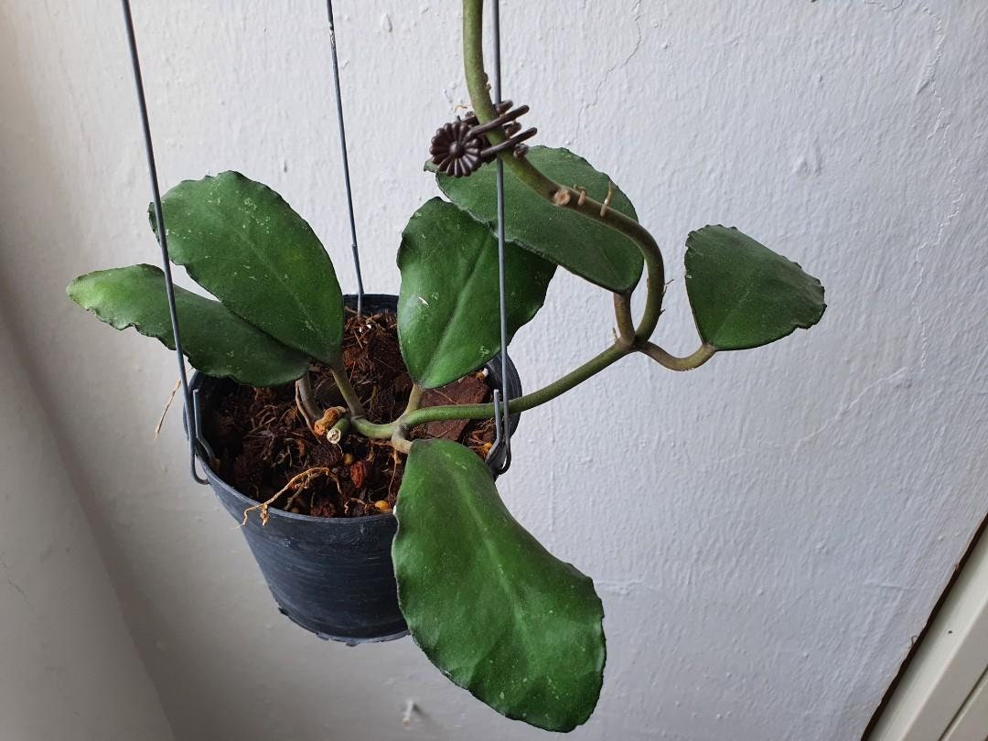 Hoya Waymaniae Green the Most Unique Hoya Flower Rare to Find - Etsy