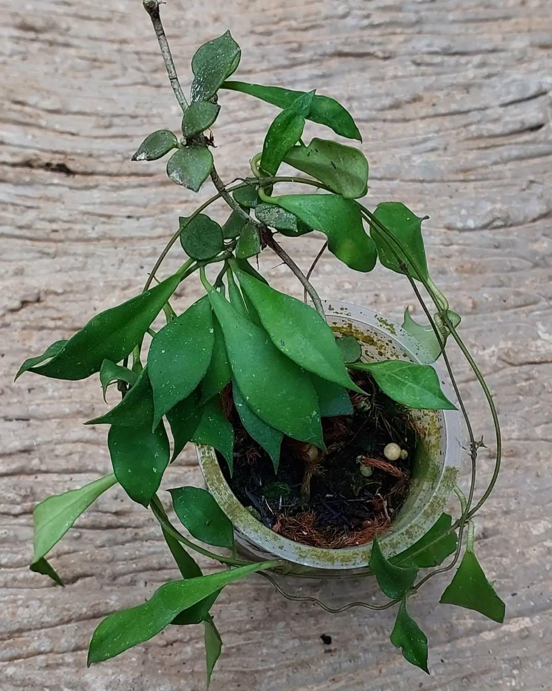 Hoya Bakoensis the Most Unique Hoya Flower Rare to Find! - Etsy