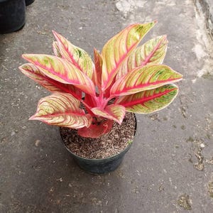 Aglaonema Red Nancy Beautiful Leaves Rare to Find! Free Phytosanitary ...