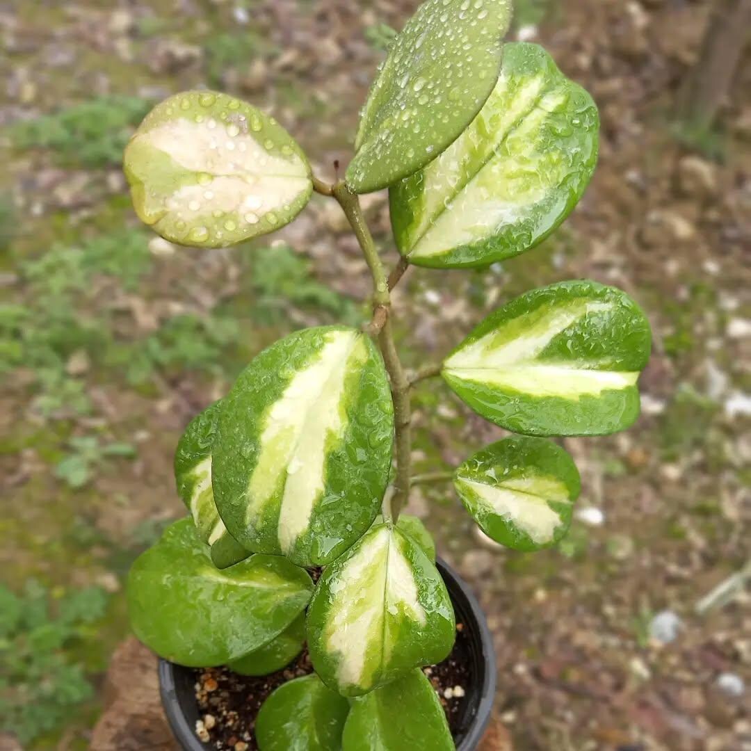 Hoya Abovata Variegated the Most Unique Hoya Flower Rare to Find! - Etsy