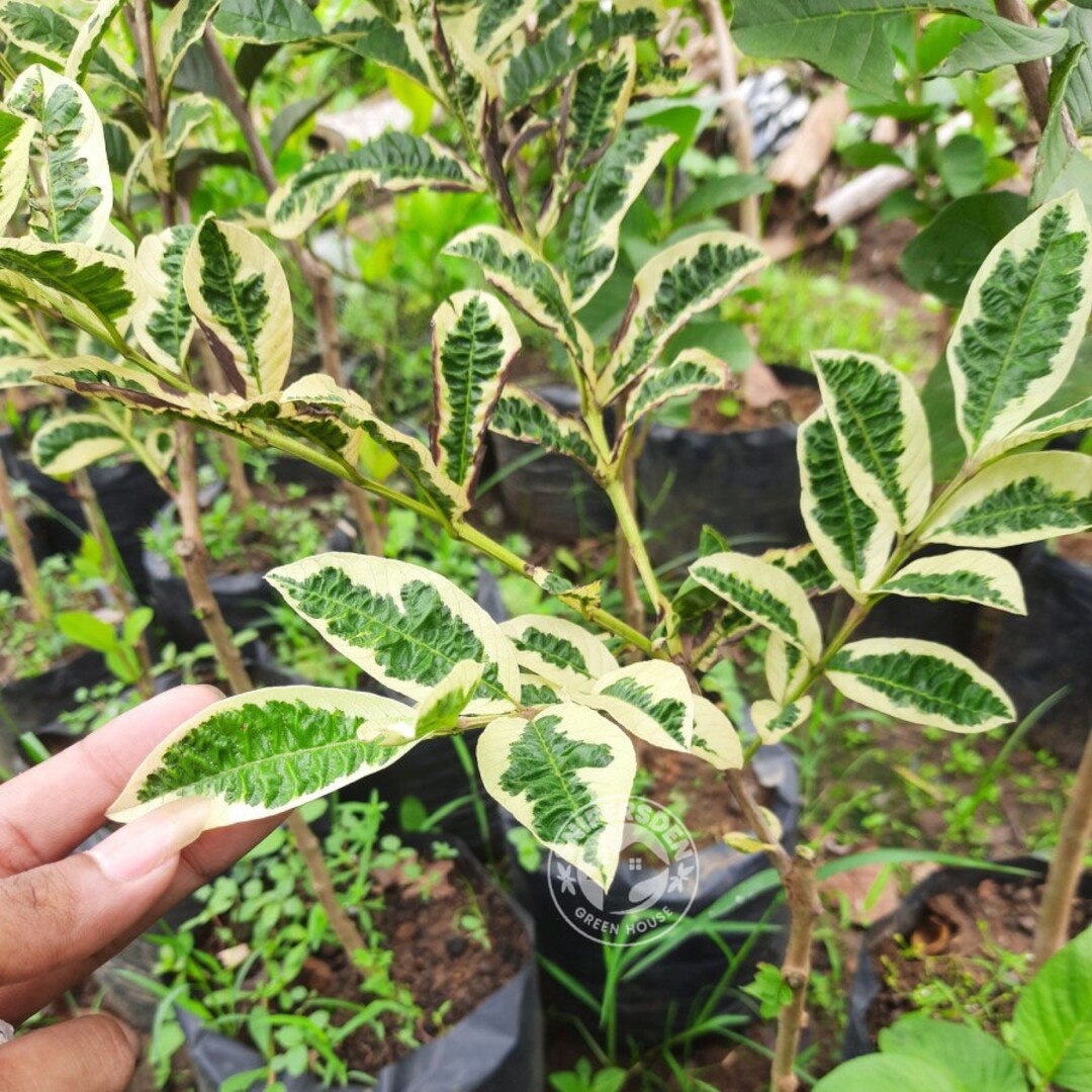 Grafted Crystal Guava Variegata Fruit Trees Fast Shipping - Etsy