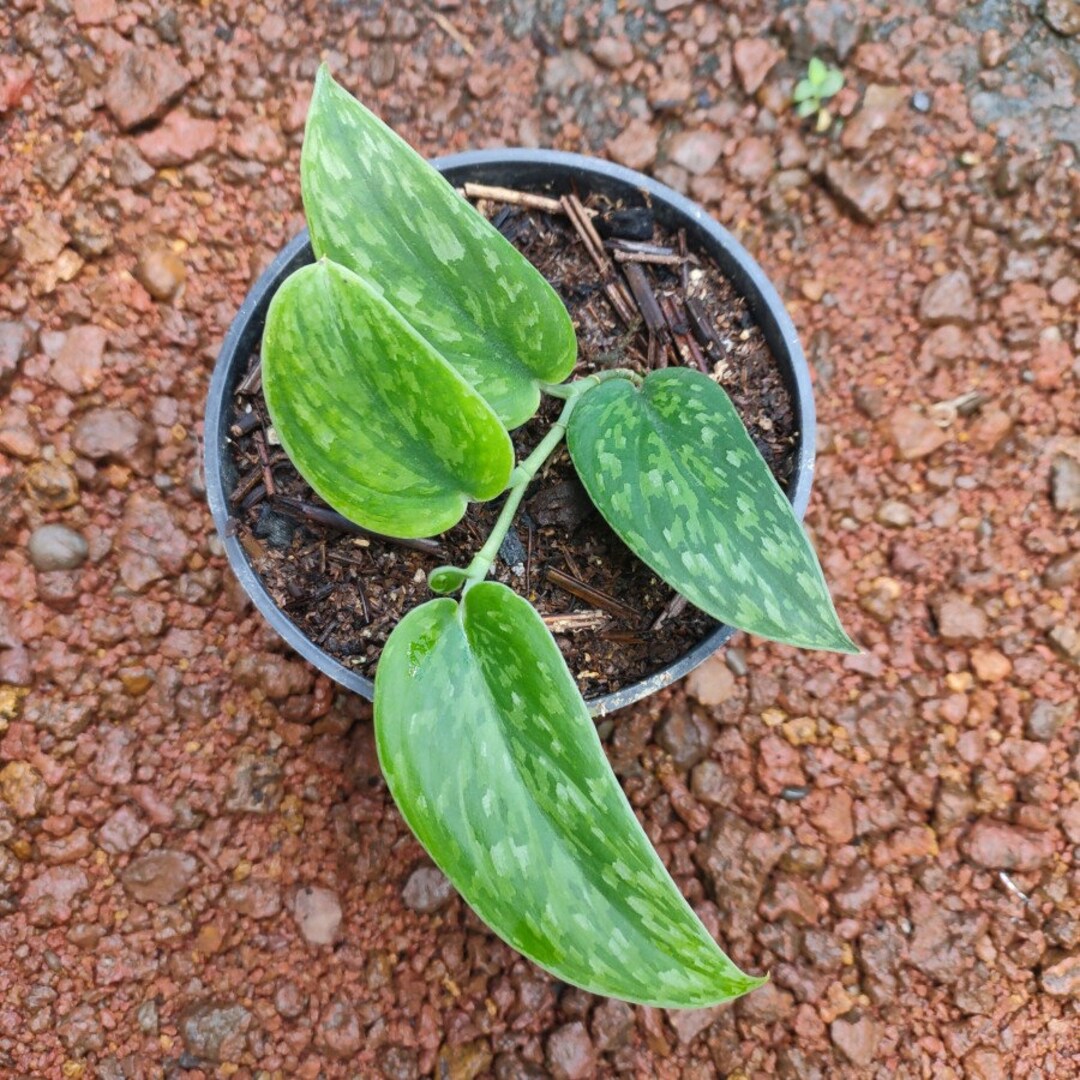 Scindapsus Green Army Free Phytosanitary Certificate Fast Shipping - Etsy