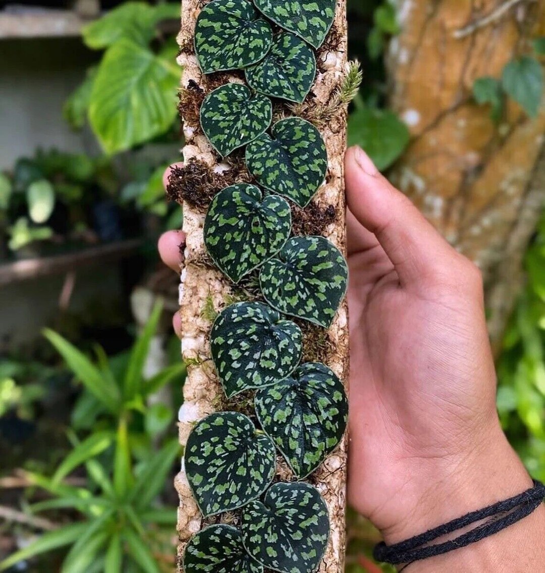 Wholesale Scindapsus Snake Scale Free Phytosanitary Certificate Fast ...