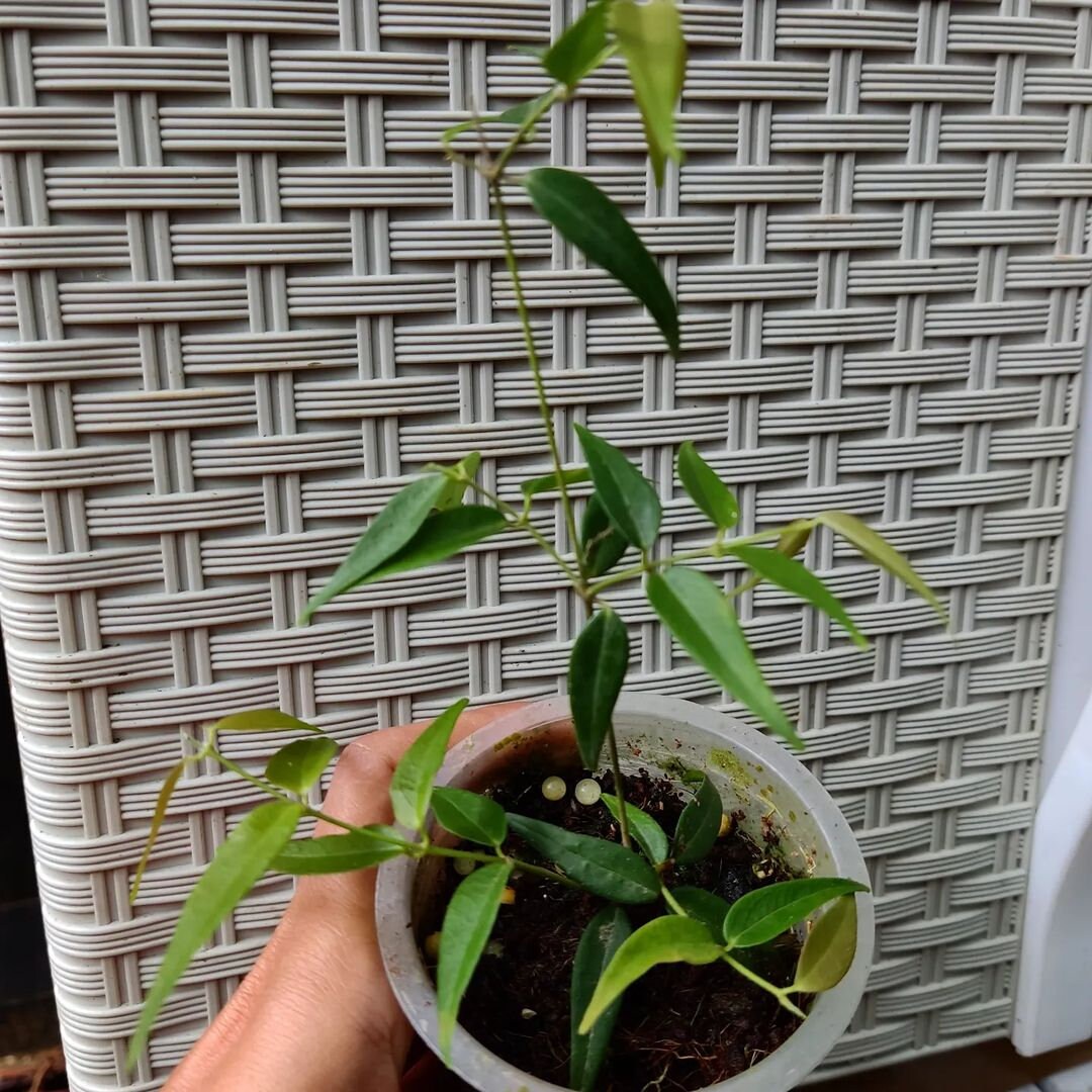 Wholesale Hoya Leucantha the Most Unique Hoya Flower Rare Free ...