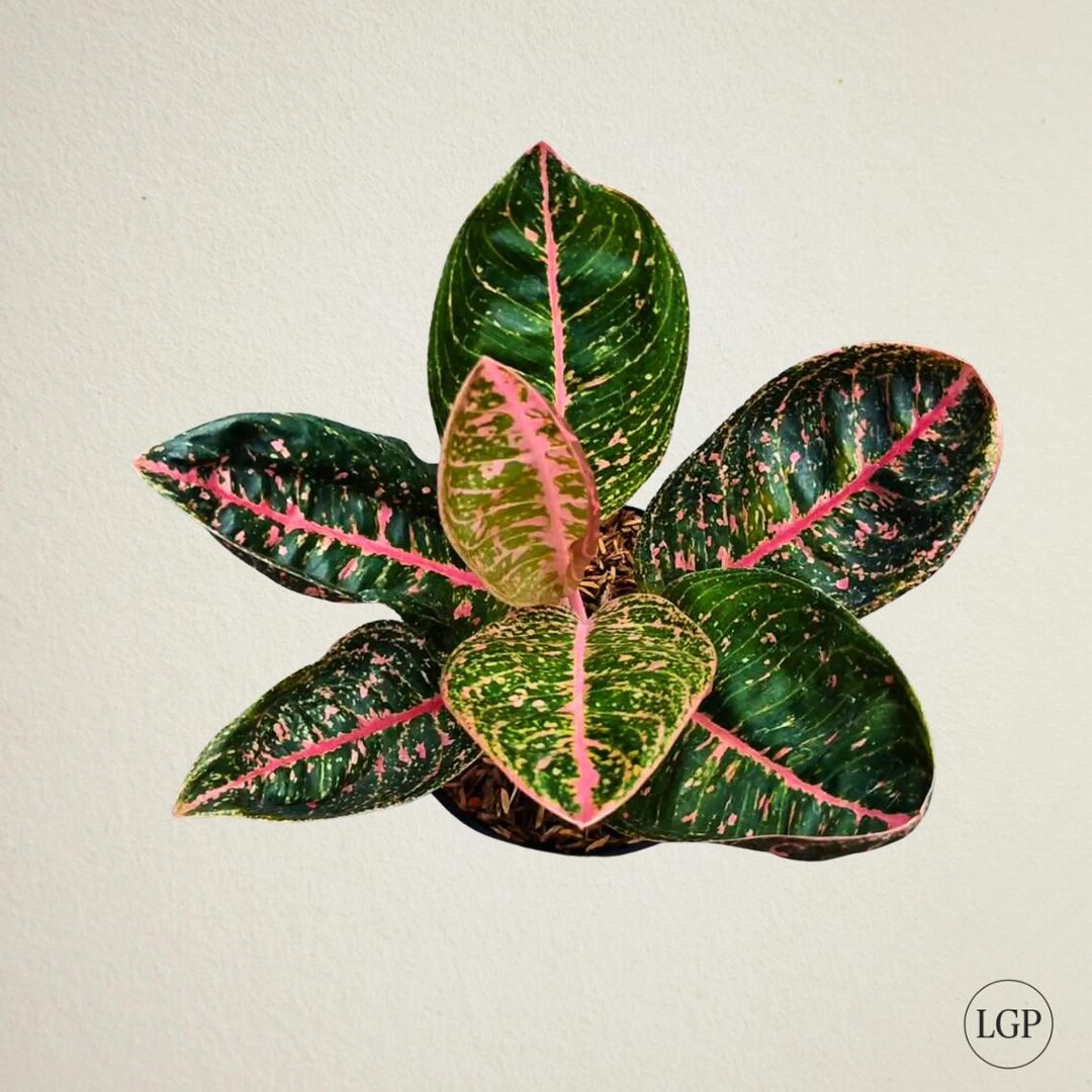 Aglaonema Angela Plant Rare Foliage - Etsy