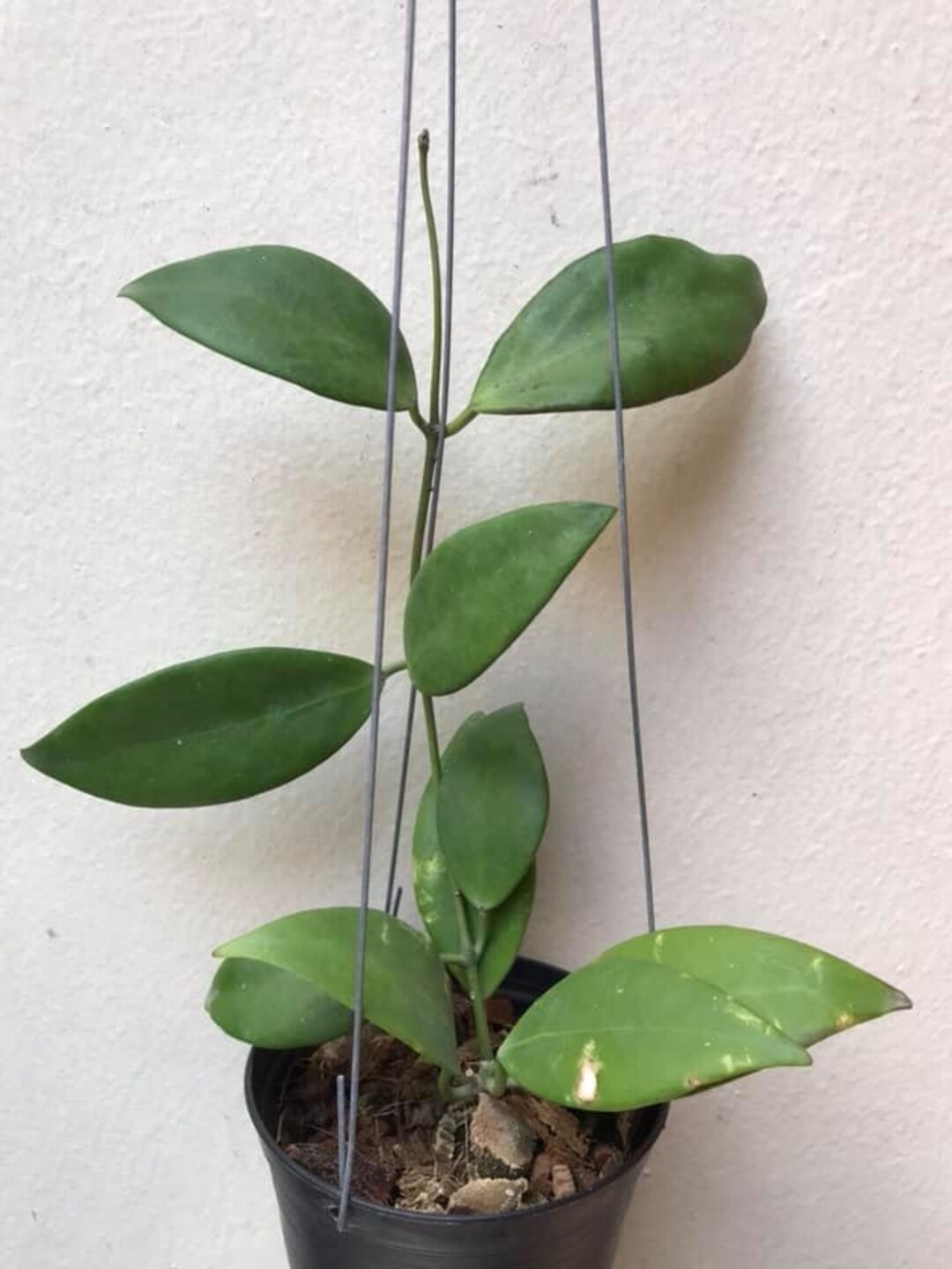 Hoya Minahassae the Most Unique Hoya Flower Rare Free Phytosanitary ...