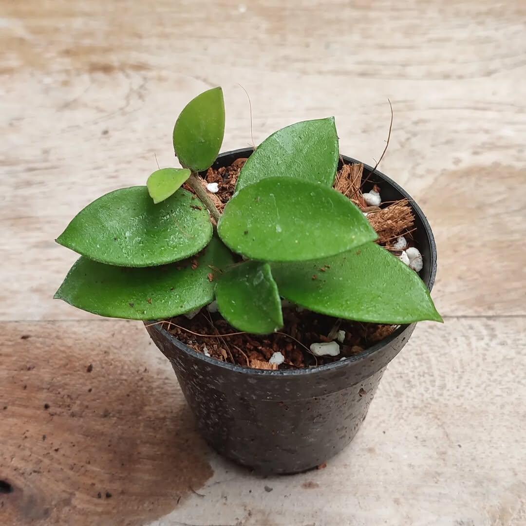 Hoya Cv. Chouke the Most Unique Hoya Flower Rare to Find! - Etsy