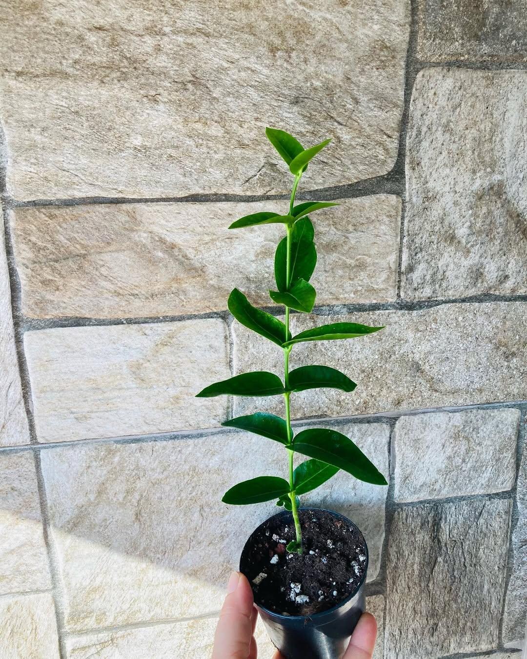 Hoya Densifolia the Most Unique Hoya Flower Rare Free Phytosanitary ...