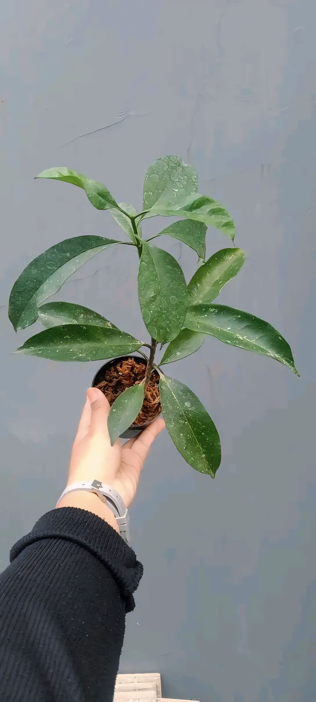 Wholesale Hoya Occultata the Most Unique Hoya Flower Rare to Find! - Etsy