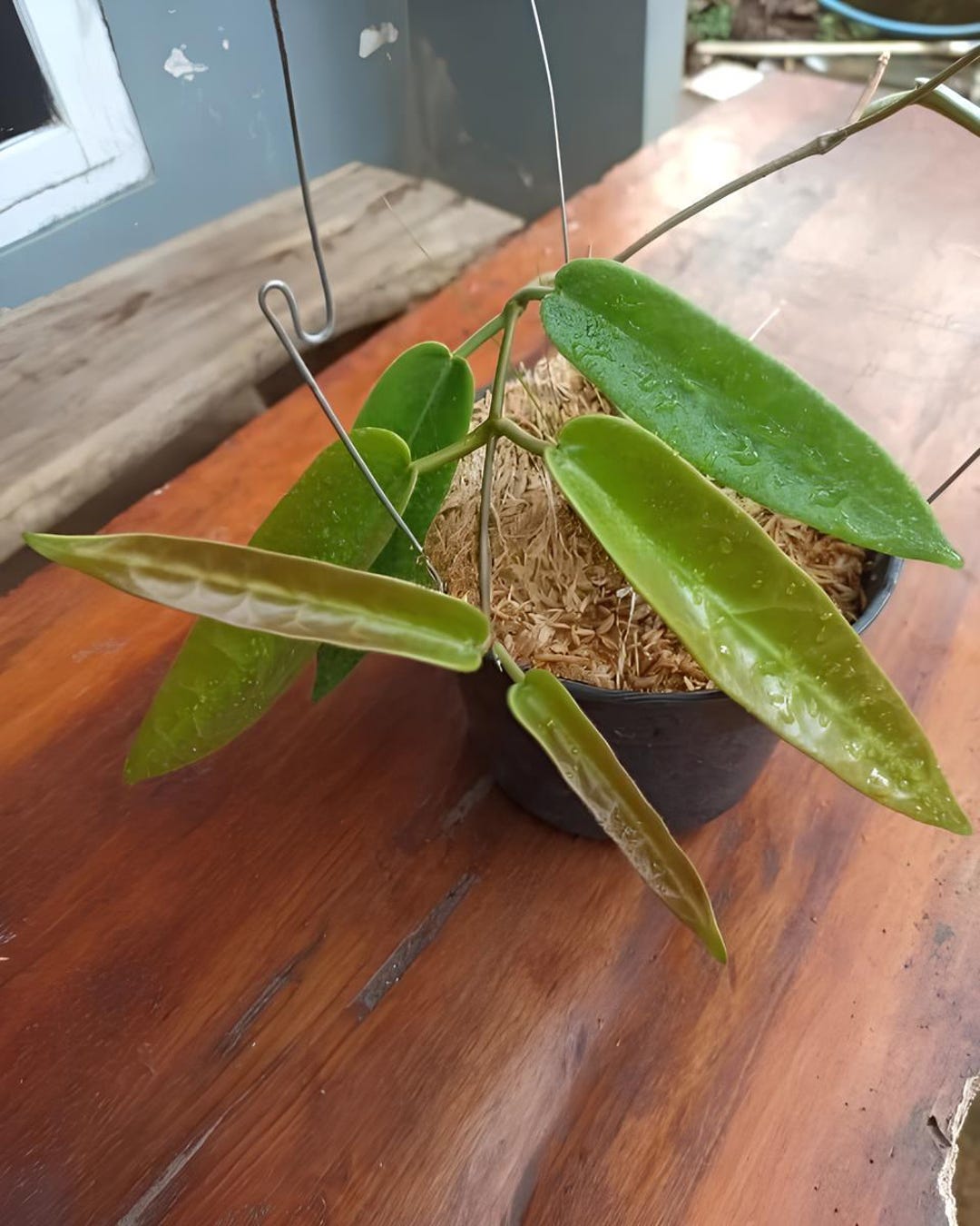 Hoya Stenakeii Full Dark the Most Unique Hoya Flower Rare to Find! - Etsy