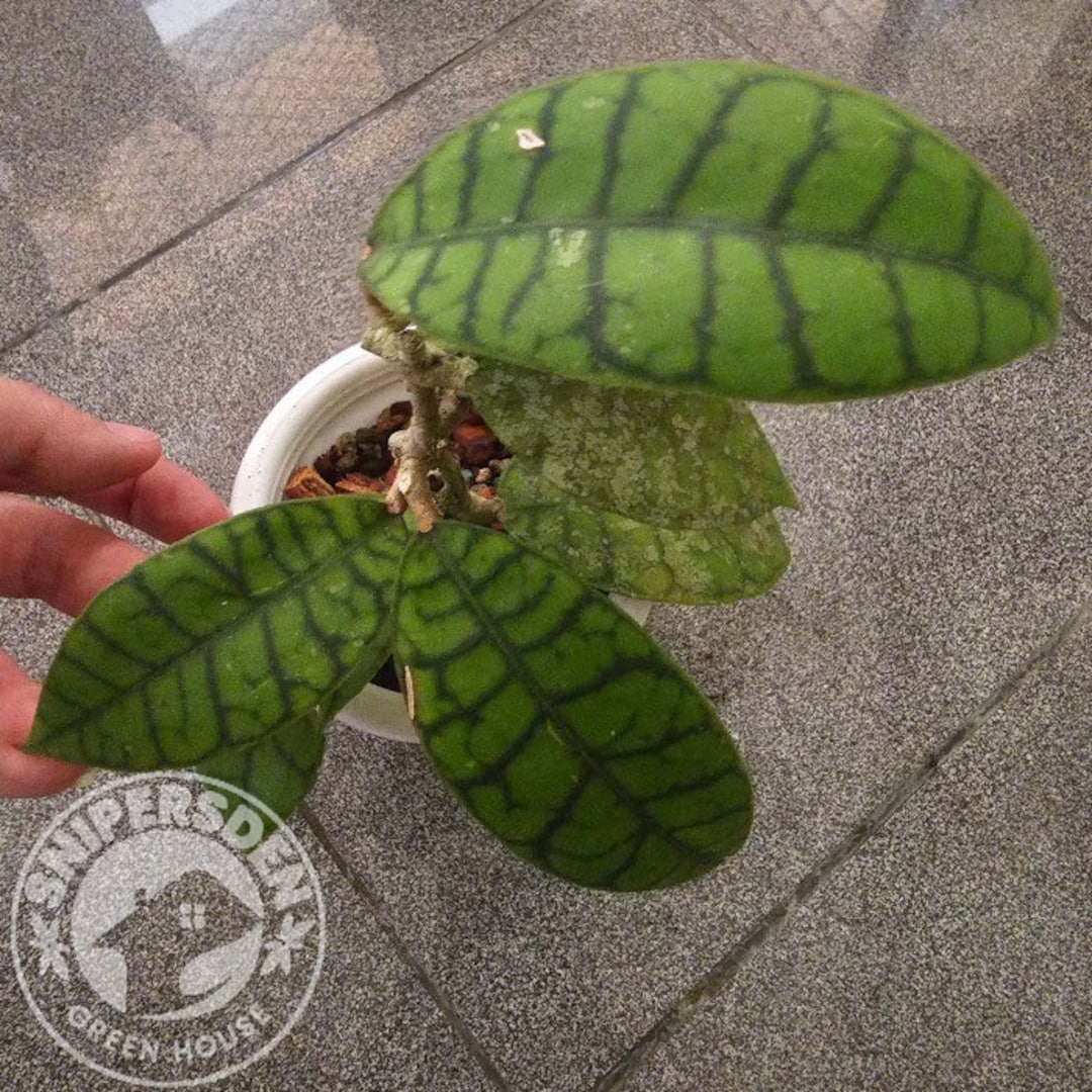 Hoya Ranauensis the Most Unique Hoya Flower Rare Free Phytosanitary ...