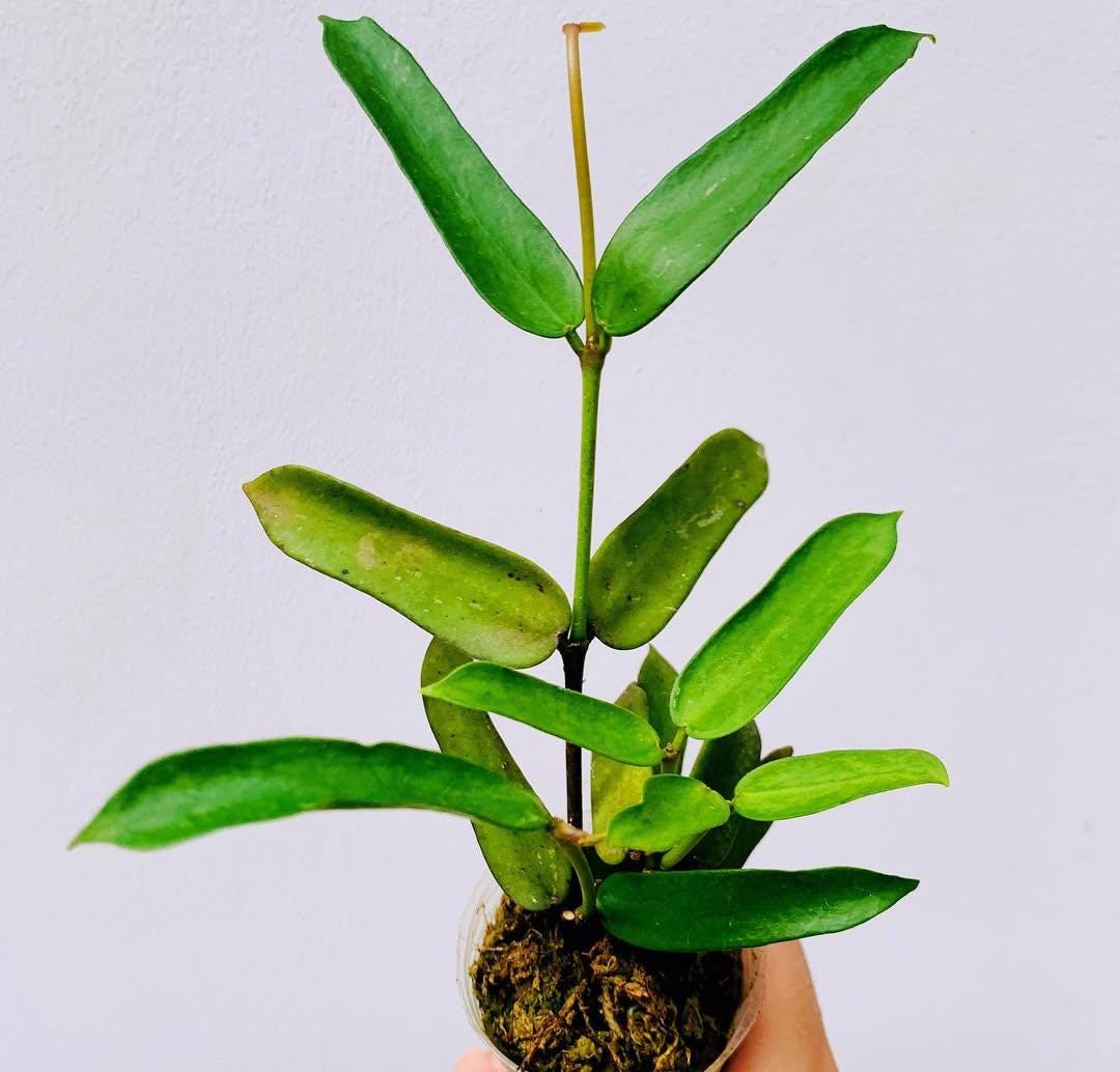 Hoya Pandurata the Most Unique Hoya Flower Rare to Find! - Etsy