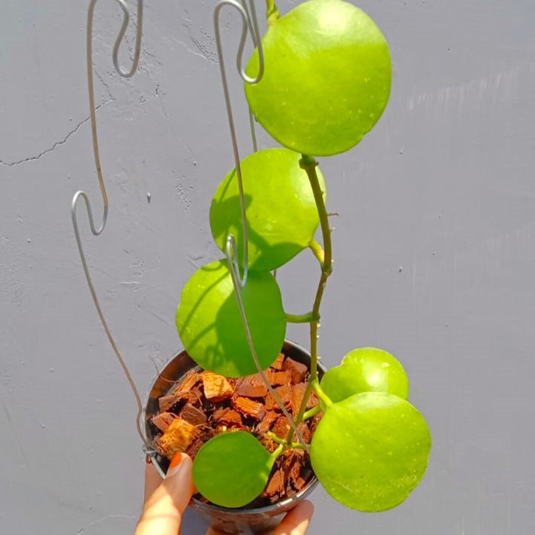 Hoya Kastbergii the Most Unique Hoya Flower Rare to Find! Free ...