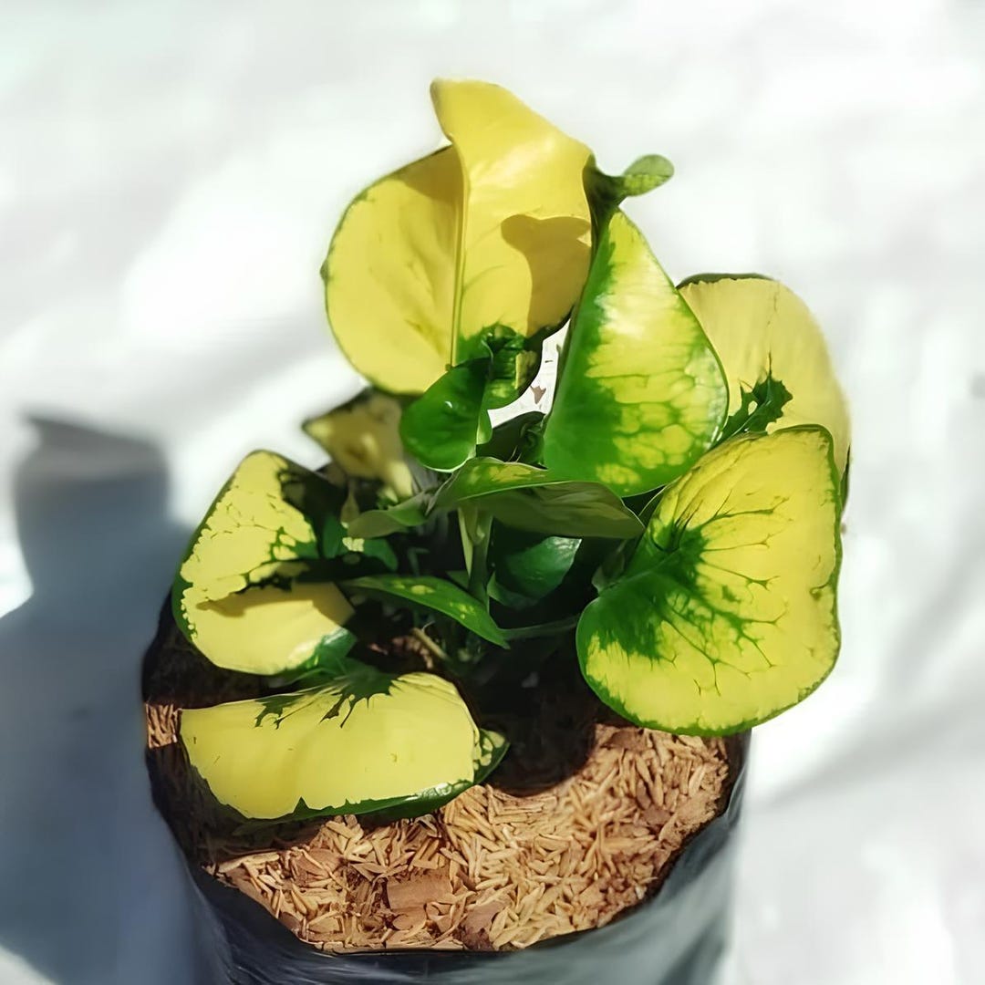 Codiaeum Variegatum Croton Apple Yellow Free Phytosanitary Certificate ...