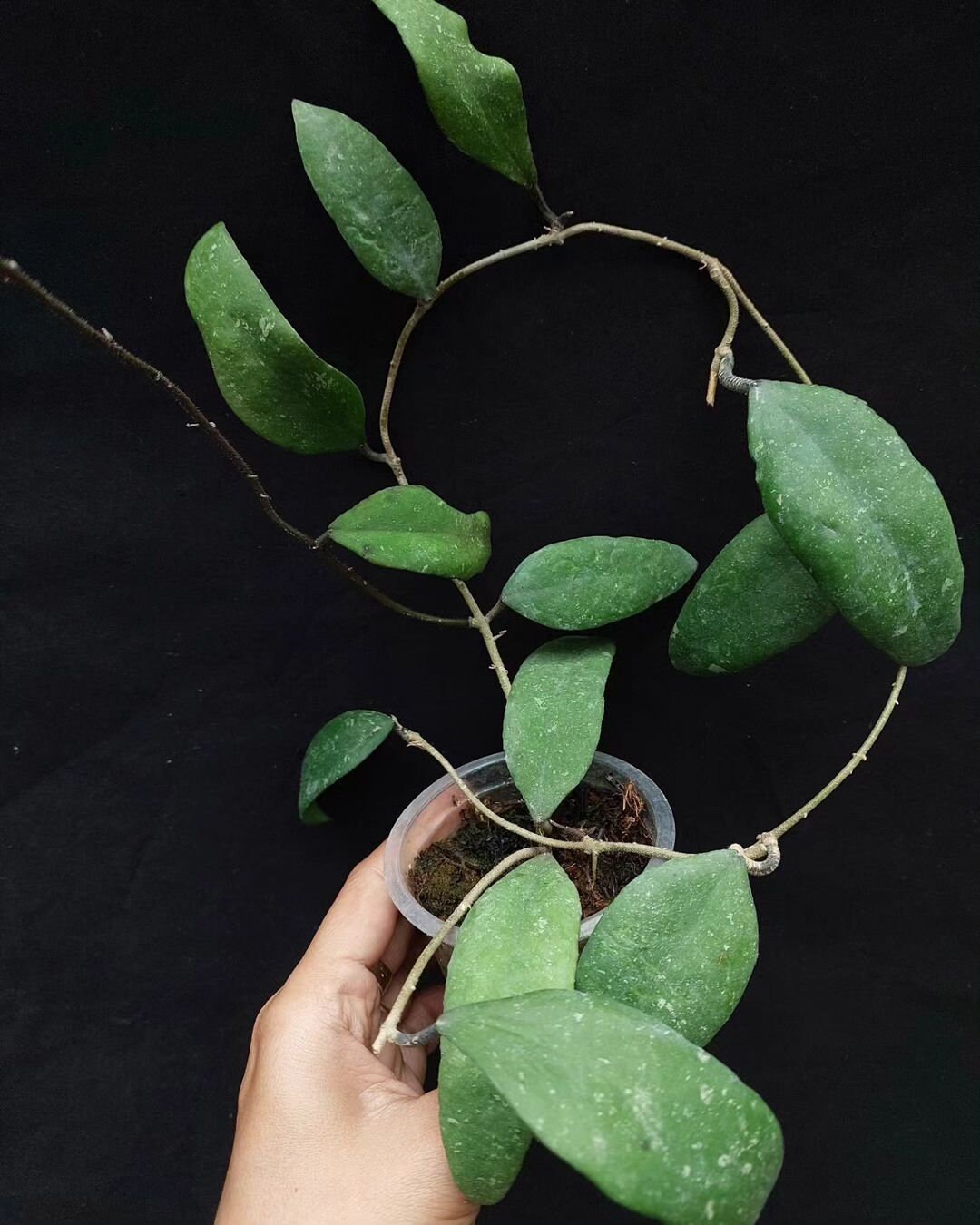 Hoya Sumatrana the Most Unique Hoya Flower Rare to Find! - Etsy