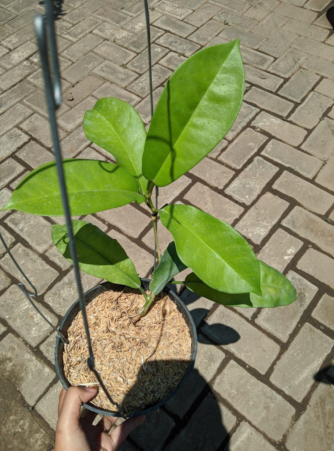 Hoya Lucida Sp Papua the Most Unique Hoya Flower Rare to Find! Free ...