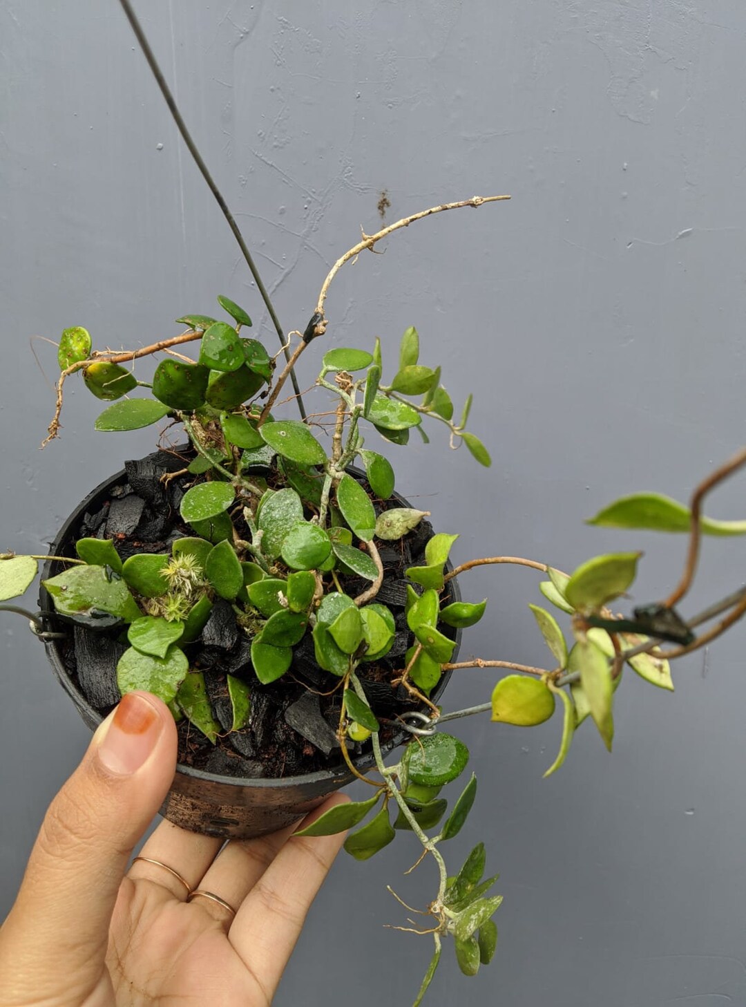 Wholesale Hoya Minutiflora the Most Unique Hoya Flower Rare to Find ...