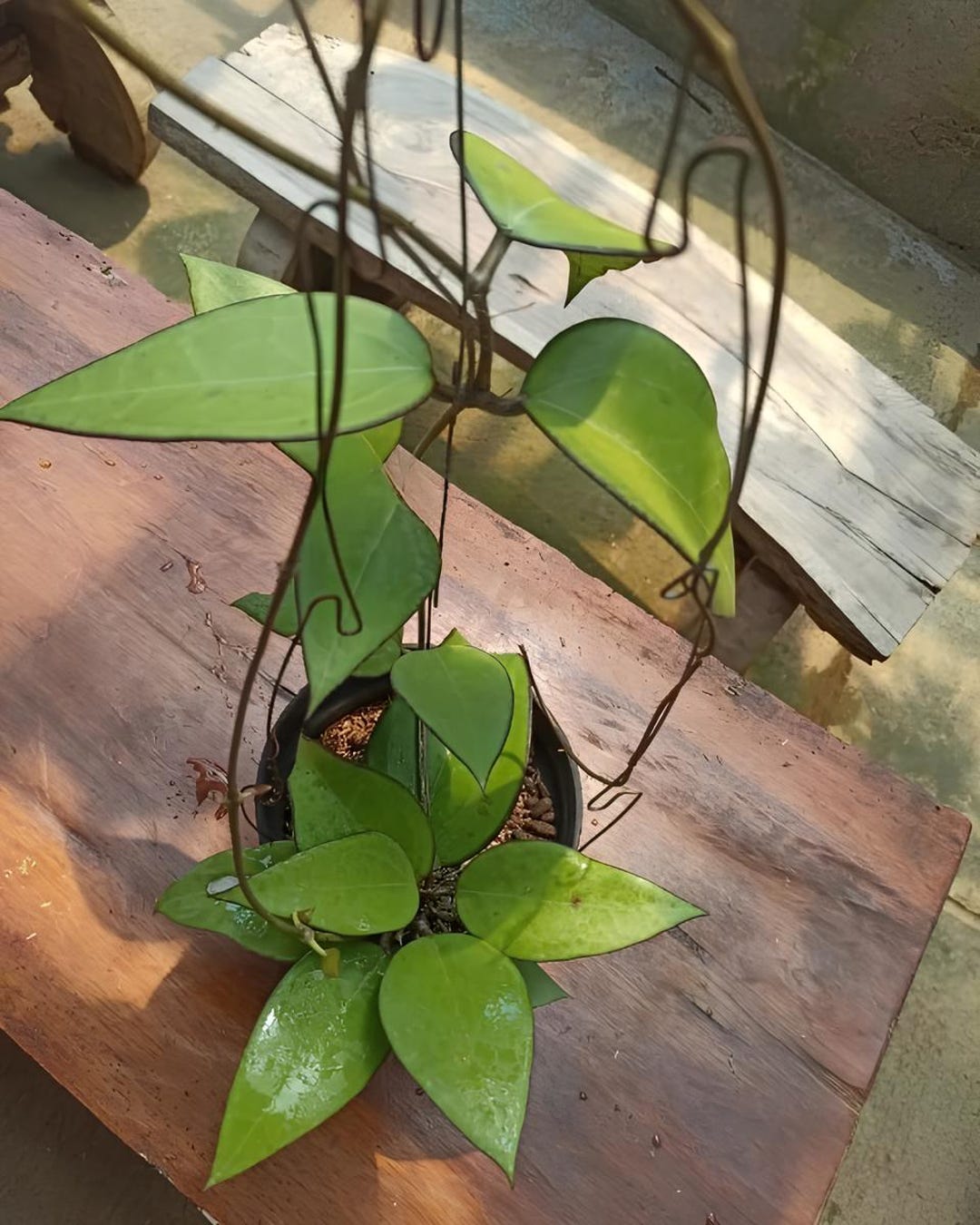 Wholesale Hoya Vitellina the Most Unique Hoya Flower Rare to Find! - Etsy