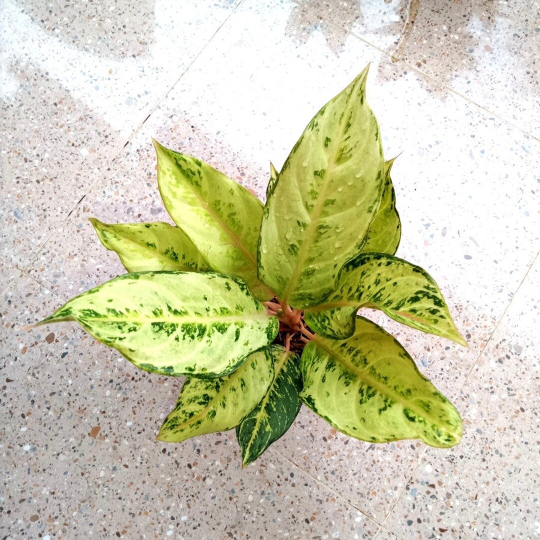 Aglaonema Lucky Frozen Ruby Rare to Find! Free Phytosanitary ...