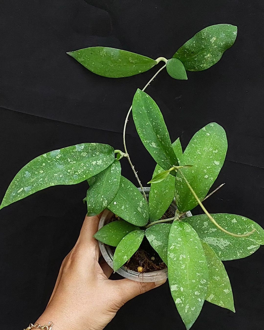 Wholesale Hoya Polypus Splash the Most Unique Hoya Flower Rare to Find ...