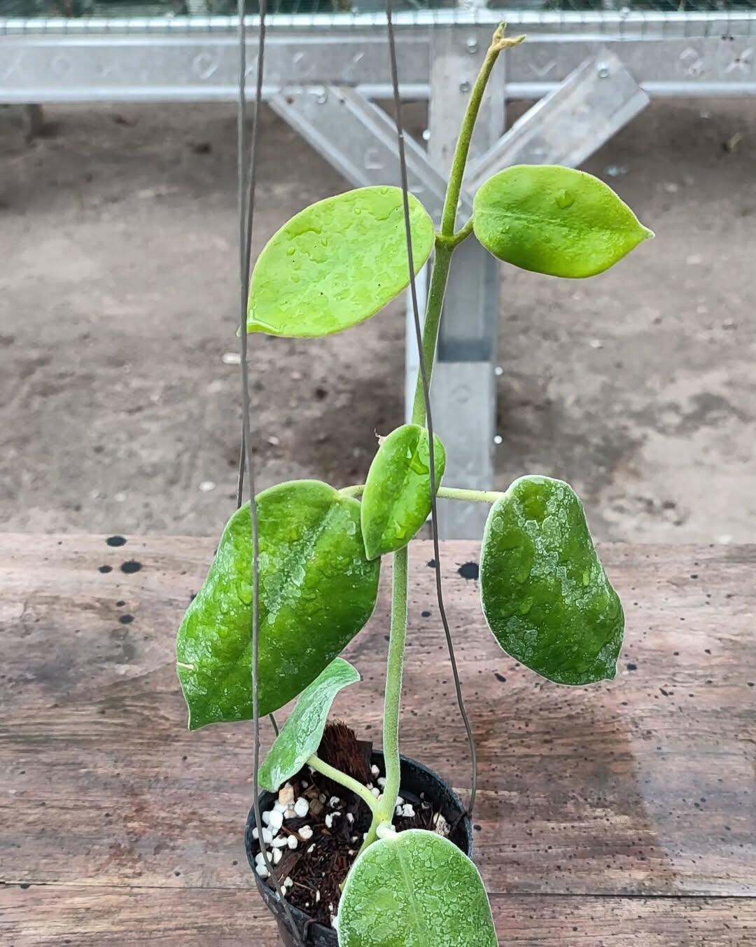 Hoya Gigas the Most Unique Hoya Flower Rare to Find! - Etsy