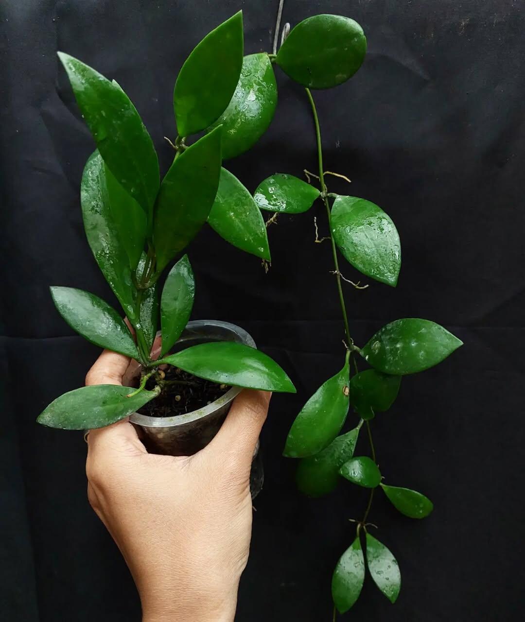 Hoya Incurvula the Most Unique Hoya Flower Rare to Find! Free ...