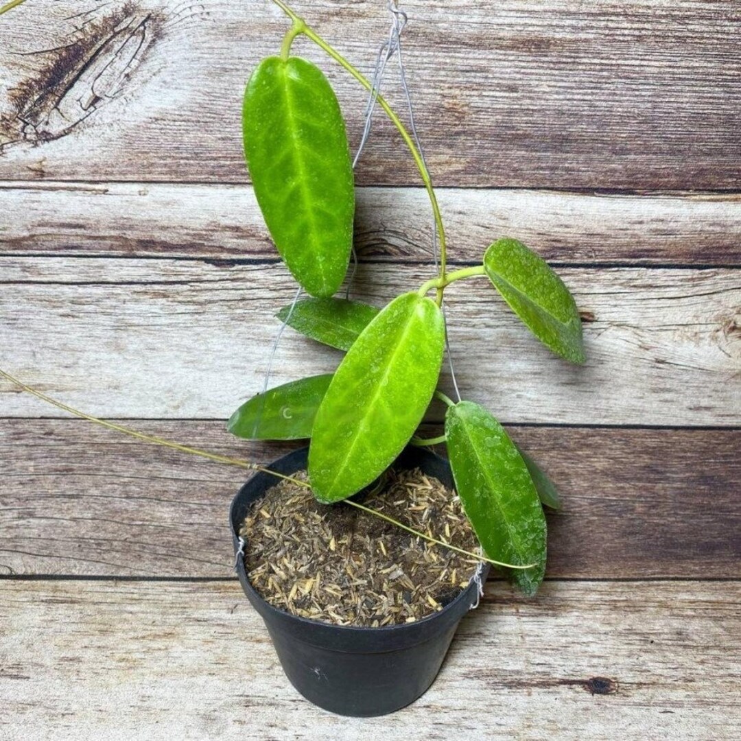 Wholesale Hoya Archboldiana the Most Unique Hoya Flower Rare to Find ...