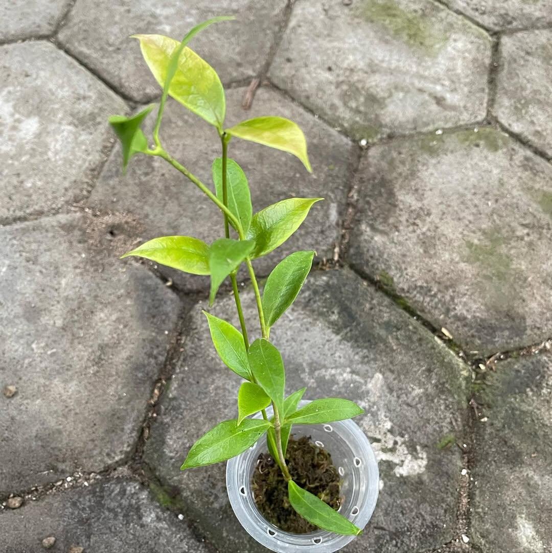 Hoya Odorata the Most Unique Hoya Flower Rare to Find! - Etsy