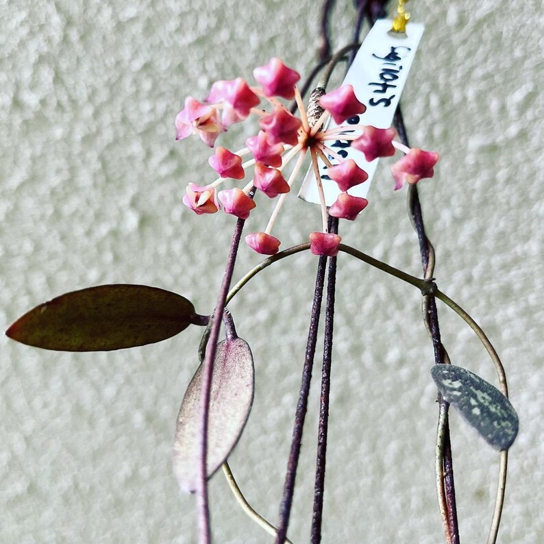 Wholesale Hoya Sigilatis Splash the Most Unique Hoya Flower Rare to ...