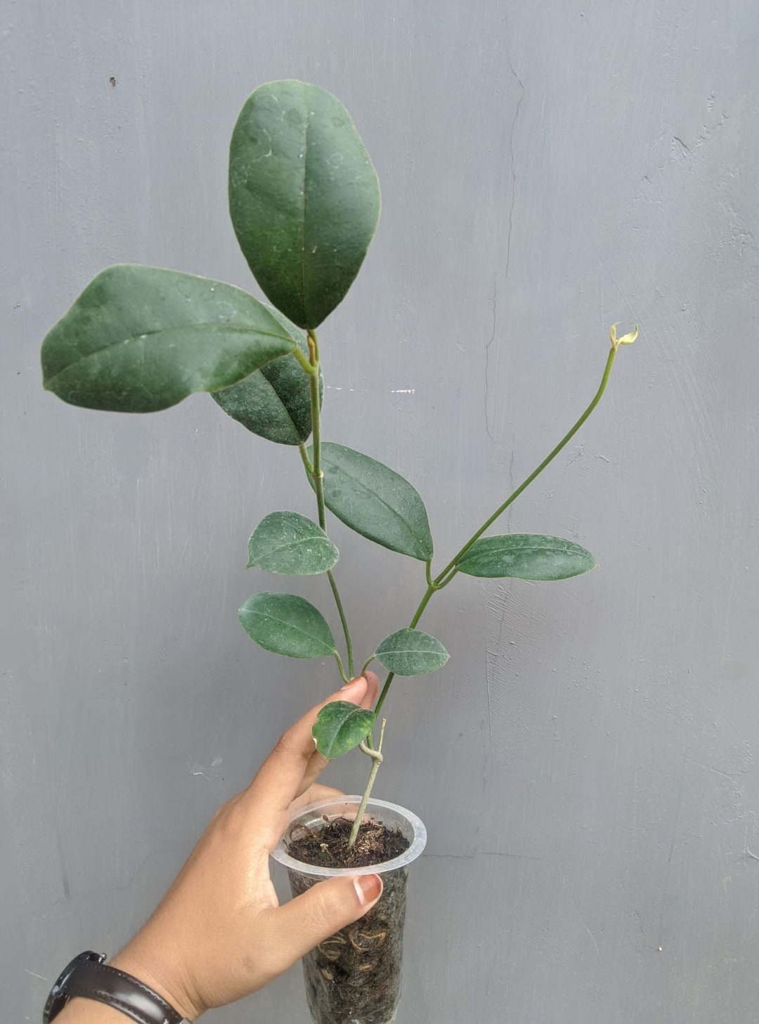 Hoya Hamiltoniorum the Most Unique Hoya Flower Rare to Find! Free ...