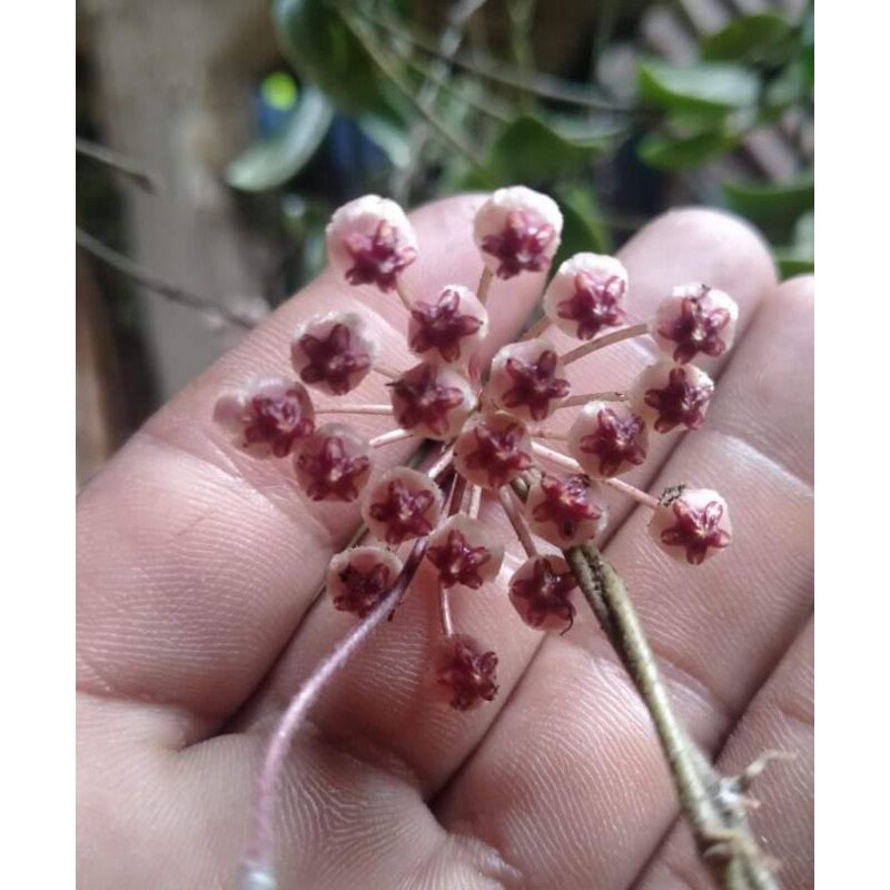 Hoya Incurvula the Most Unique Hoya Flower Rare to Find! Free ...