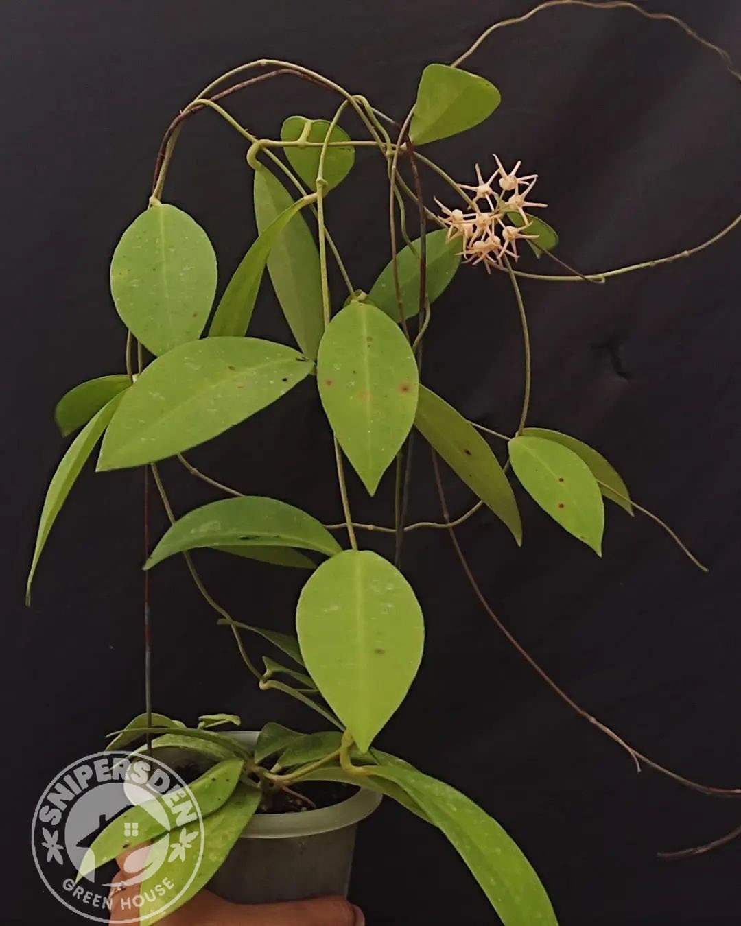Hoya Polypus the Most Unique Hoya Flower Rare Free Phytosanitary ...