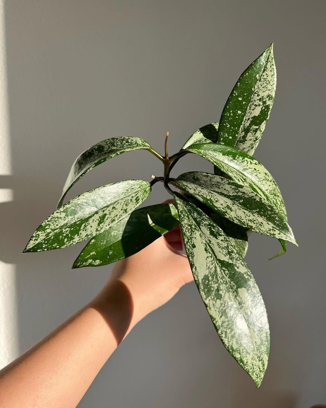 Hoya Publicalyx Splash the Most Unique Hoya Flower Rare to Find! Free ...