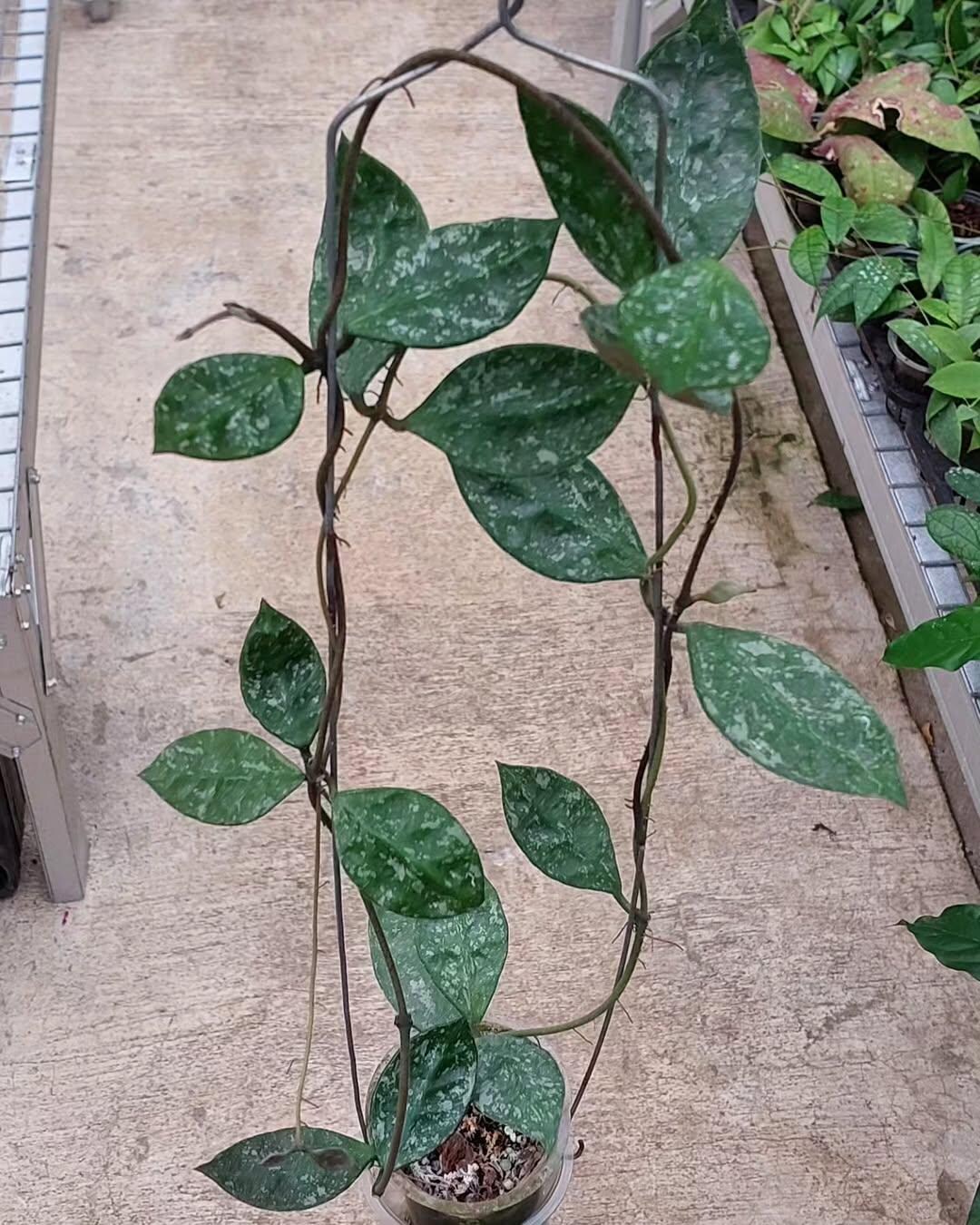 Hoya Rundumensis Splash the Most Unique Hoya Flower Rare to Find! - Etsy